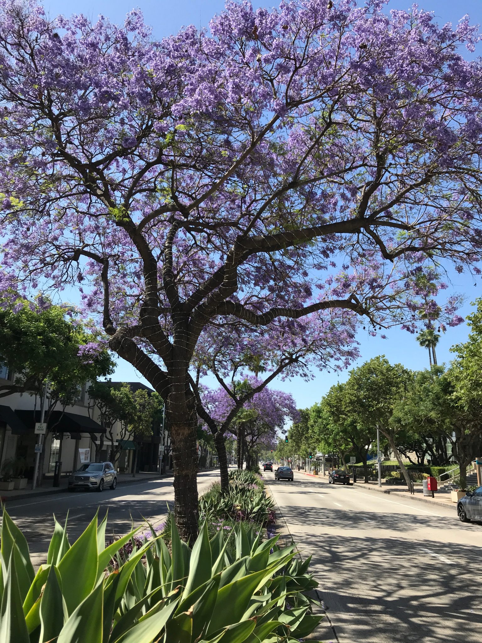 Trees – Pasadena Beautiful Foundation