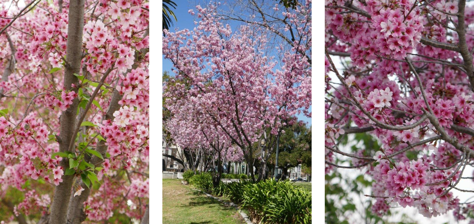 Tree of the Month – Pasadena Beautiful Foundation