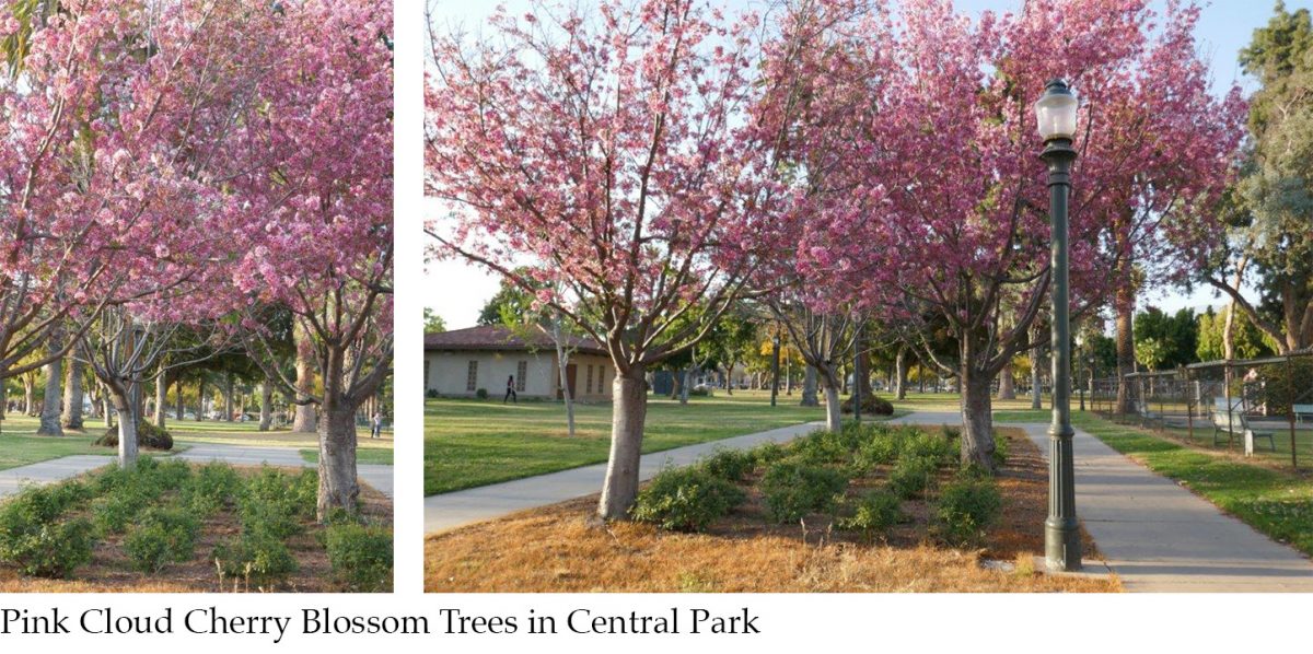 Tree of the Month – Pasadena Beautiful Foundation