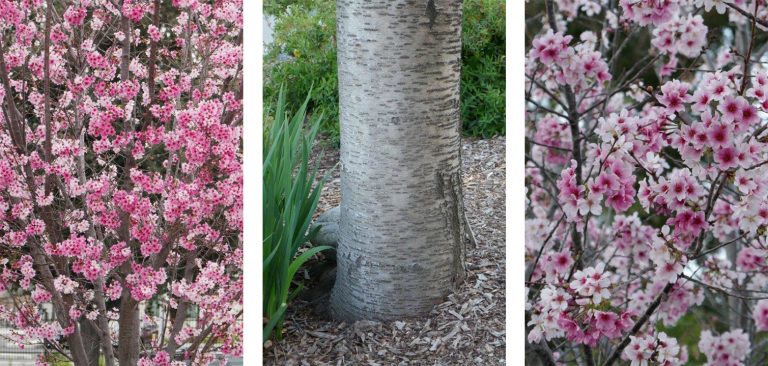 Tree of the Month – Pasadena Beautiful Foundation
