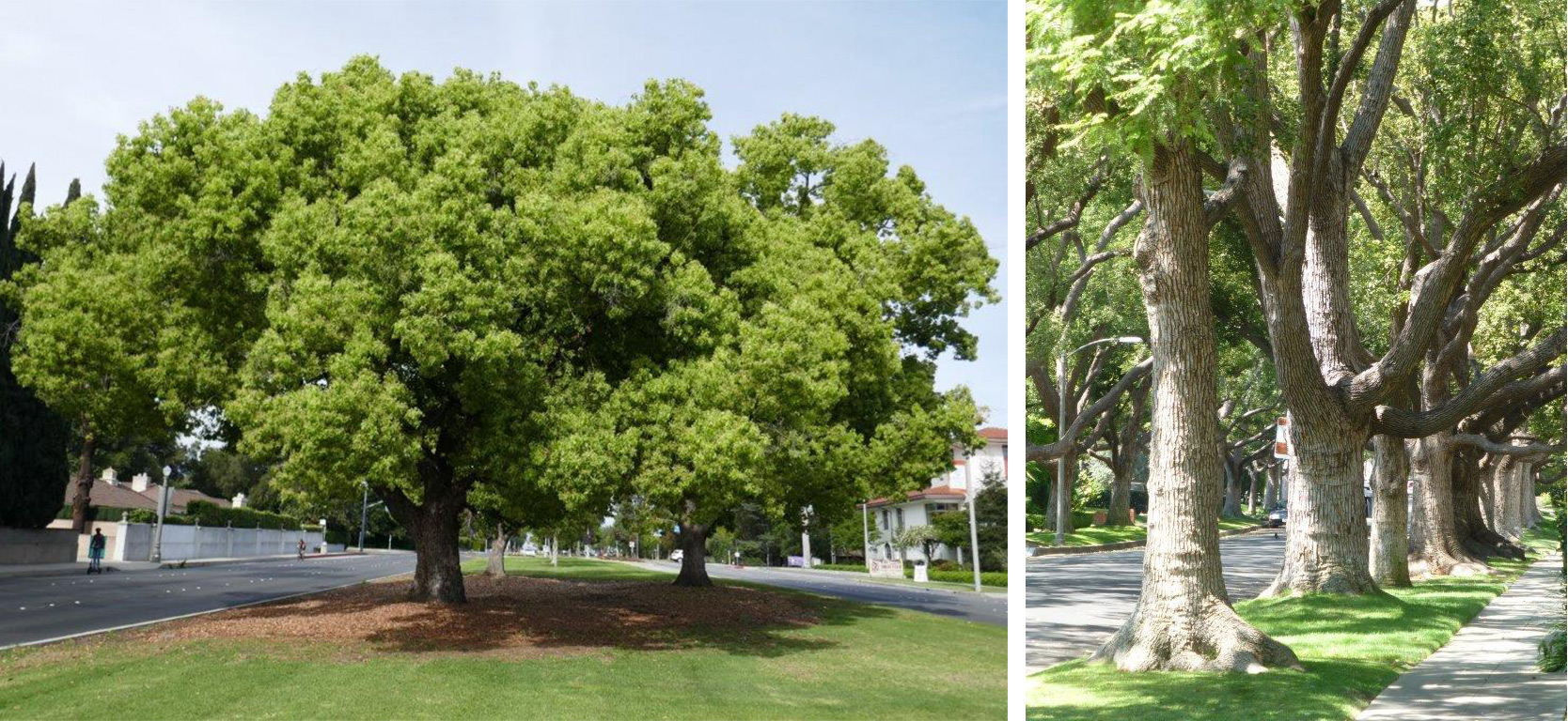 Tree of the Month – Pasadena Beautiful Foundation
