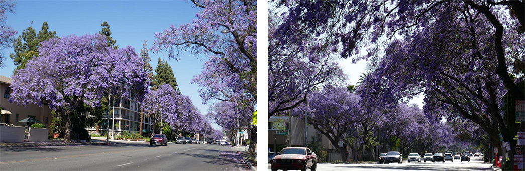 Tree of the Month – Pasadena Beautiful Foundation