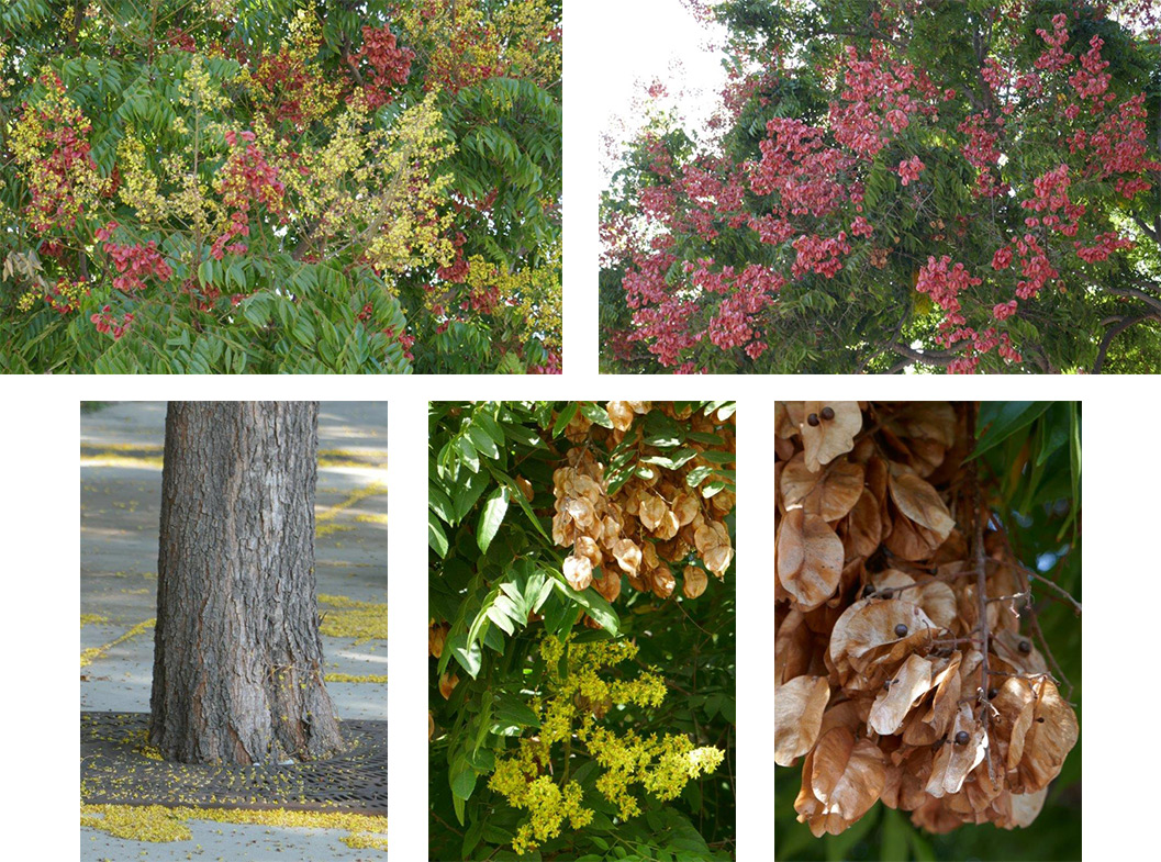 Tree of the Month – Pasadena Beautiful Foundation