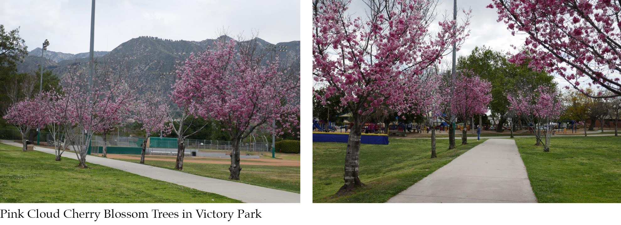 Pasadena Community Foundation 2021 Grant – Pasadena Beautiful Foundation