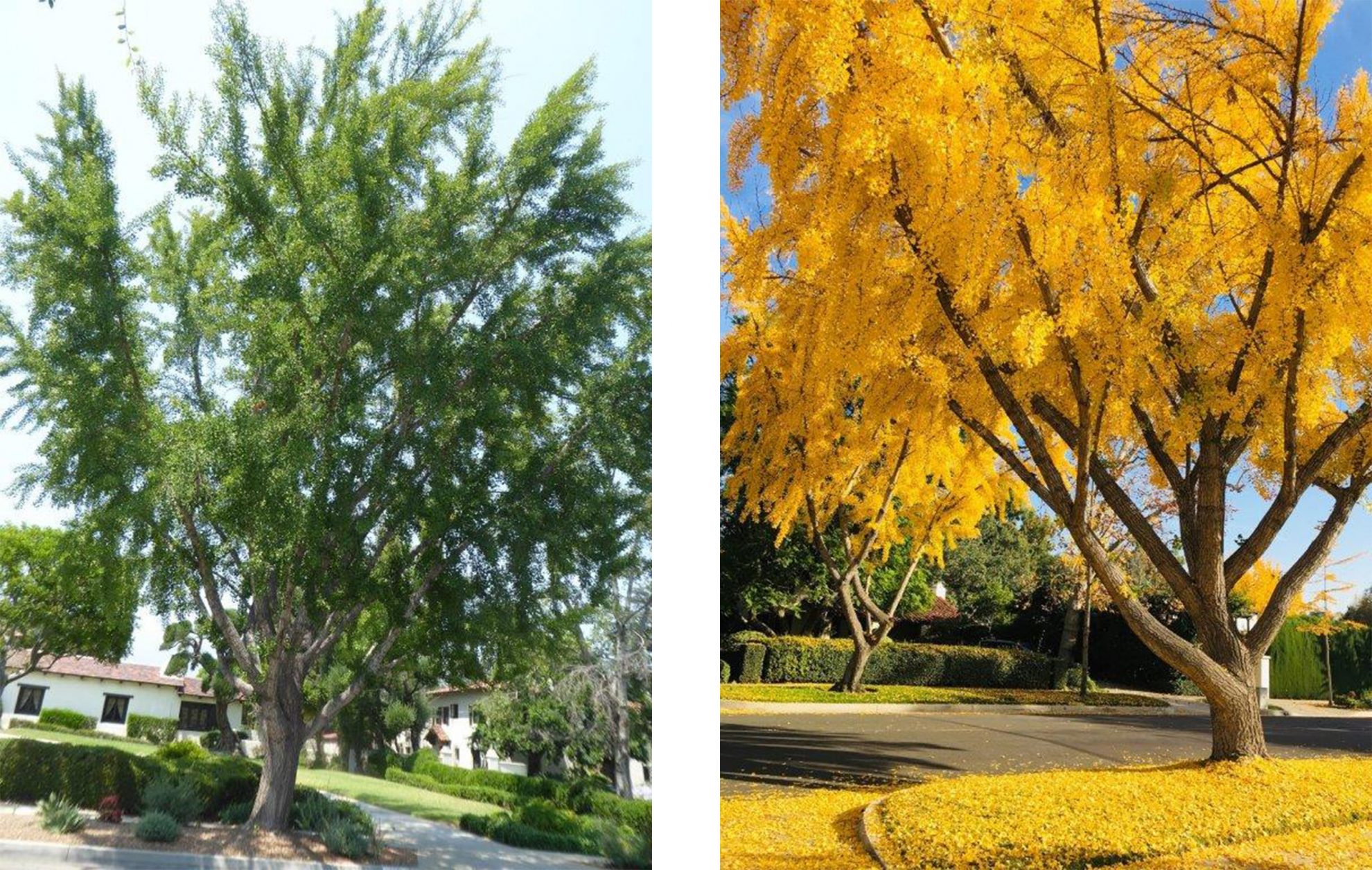 Tree of the Month – Pasadena Beautiful Foundation