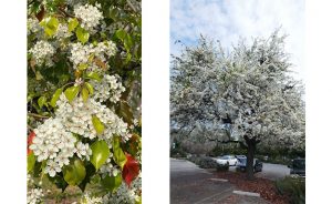 Trees – Pasadena Beautiful Foundation