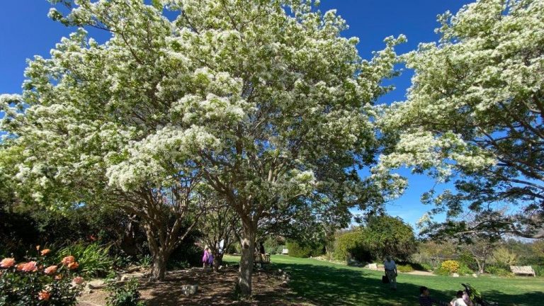 Trees – Pasadena Beautiful Foundation