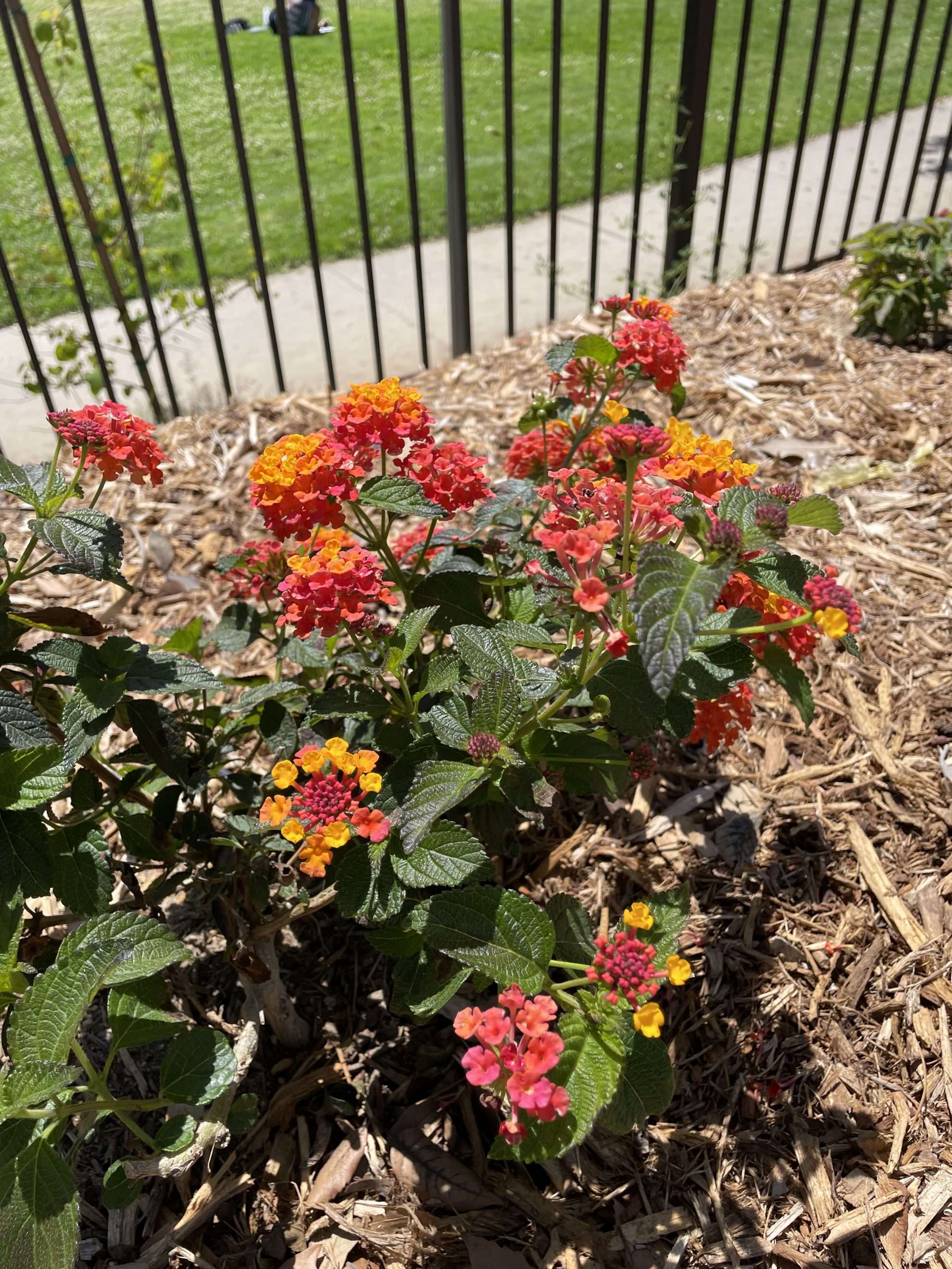 San Rafael Park – Pasadena Beautiful Foundation