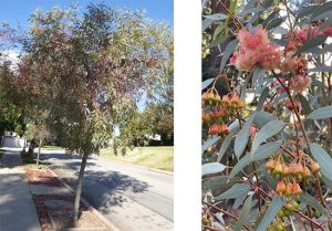 Trees – Pasadena Beautiful Foundation