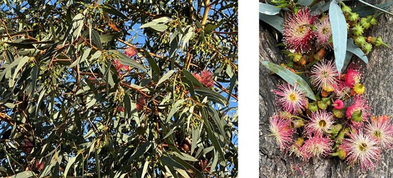 Tree of the Month – Pasadena Beautiful Foundation