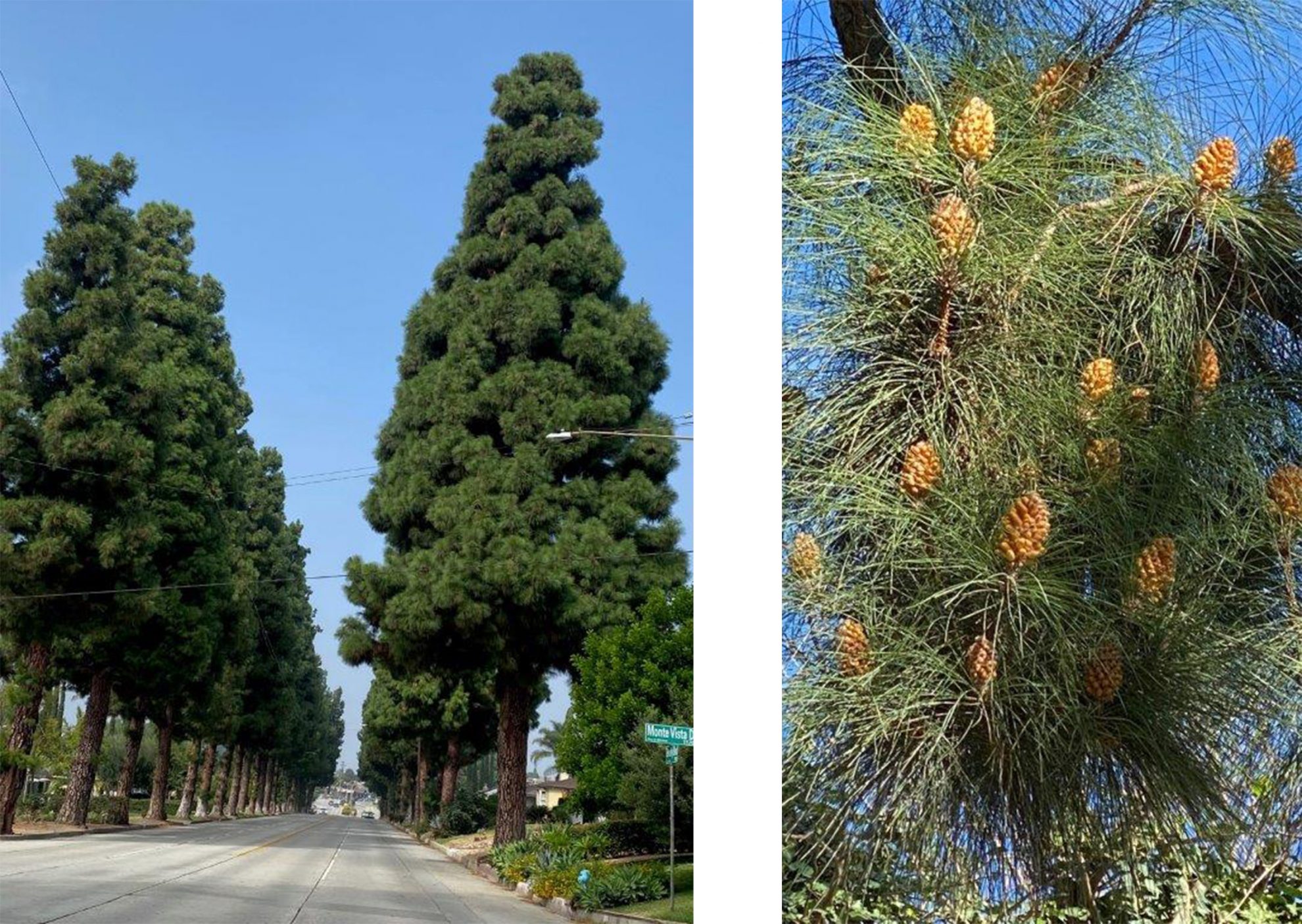 Tree of the Month – Pasadena Beautiful Foundation