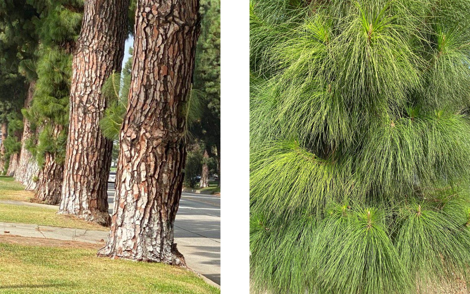 Tree of the Month – Pasadena Beautiful Foundation