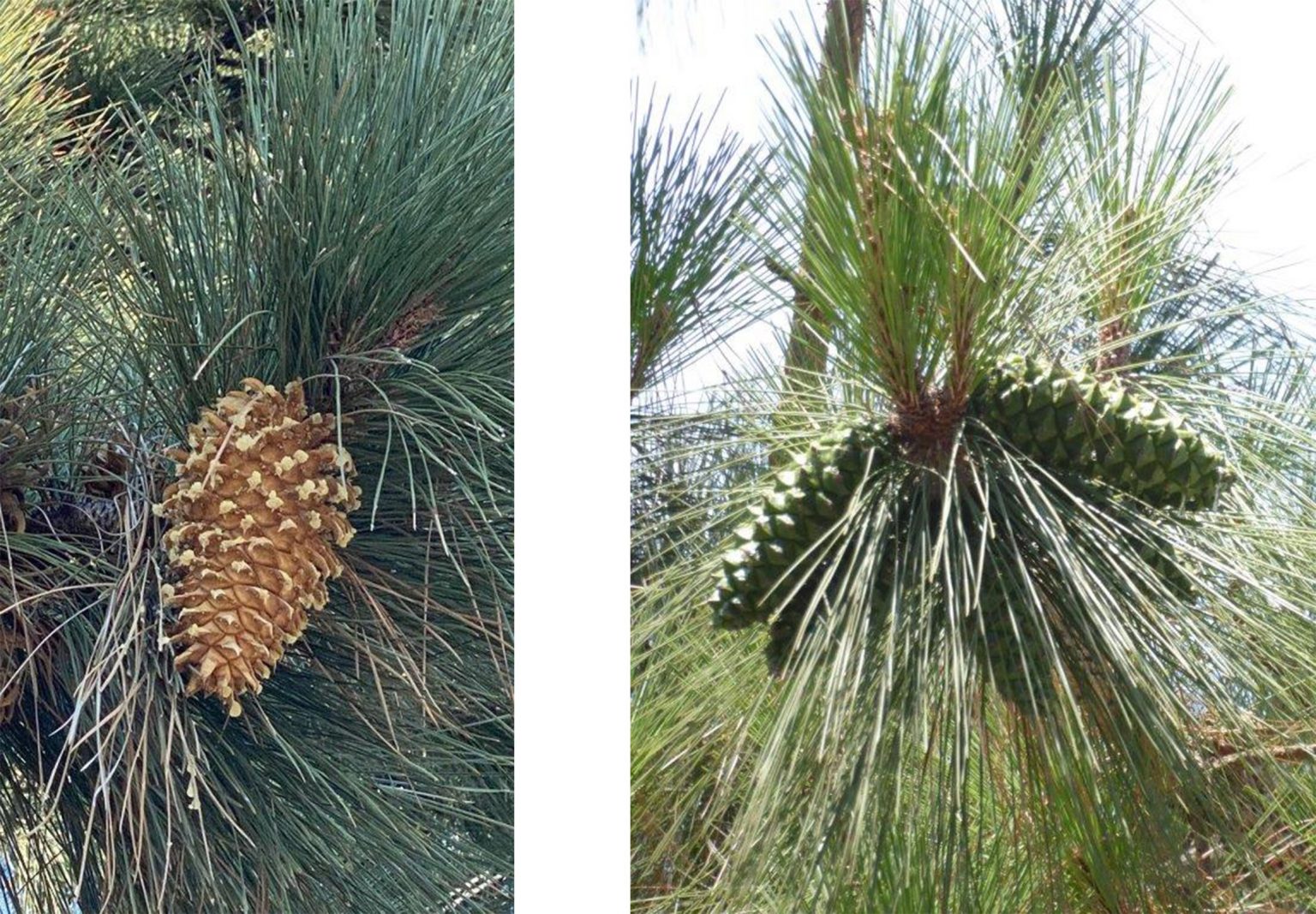 Tree of the Month – Pasadena Beautiful Foundation