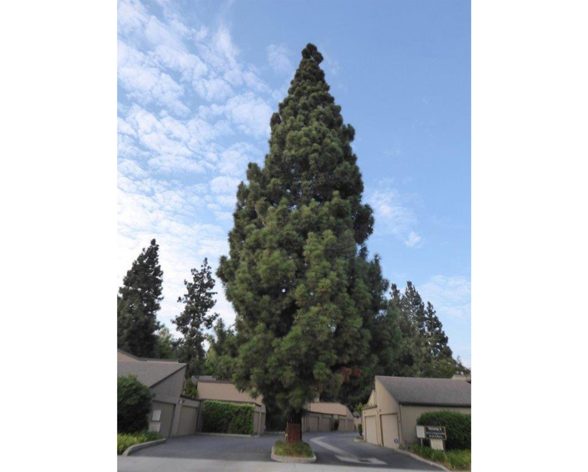 Tree of the Month – Pasadena Beautiful Foundation