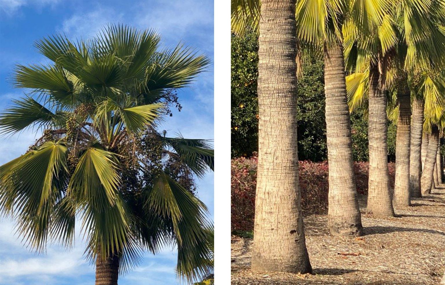 Tree of the Month – Pasadena Beautiful Foundation
