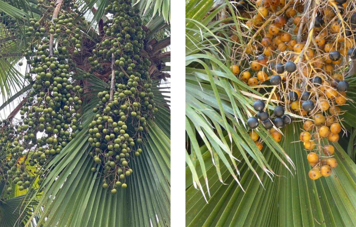 Tree of the Month – Pasadena Beautiful Foundation