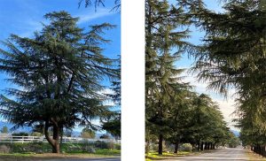 Trees – Pasadena Beautiful Foundation