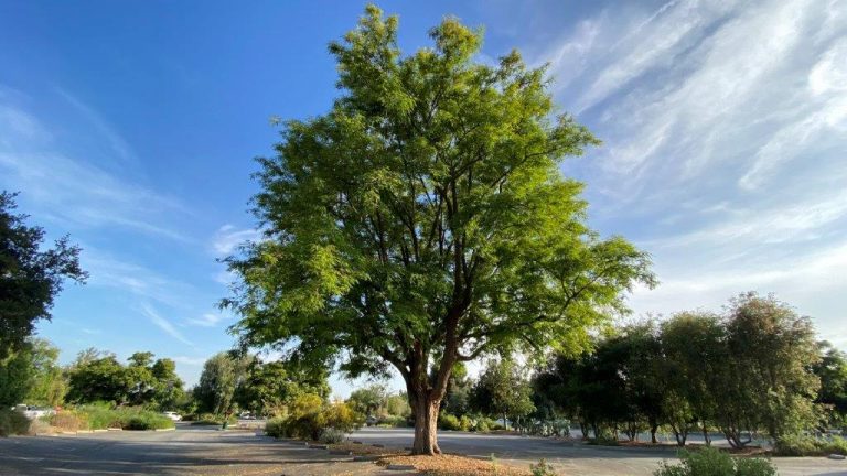 Tree of the Month – Pasadena Beautiful Foundation
