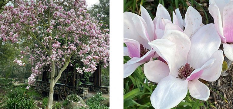 Tree of the Month – Pasadena Beautiful Foundation