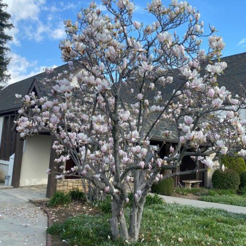Tree of the Month – Pasadena Beautiful Foundation
