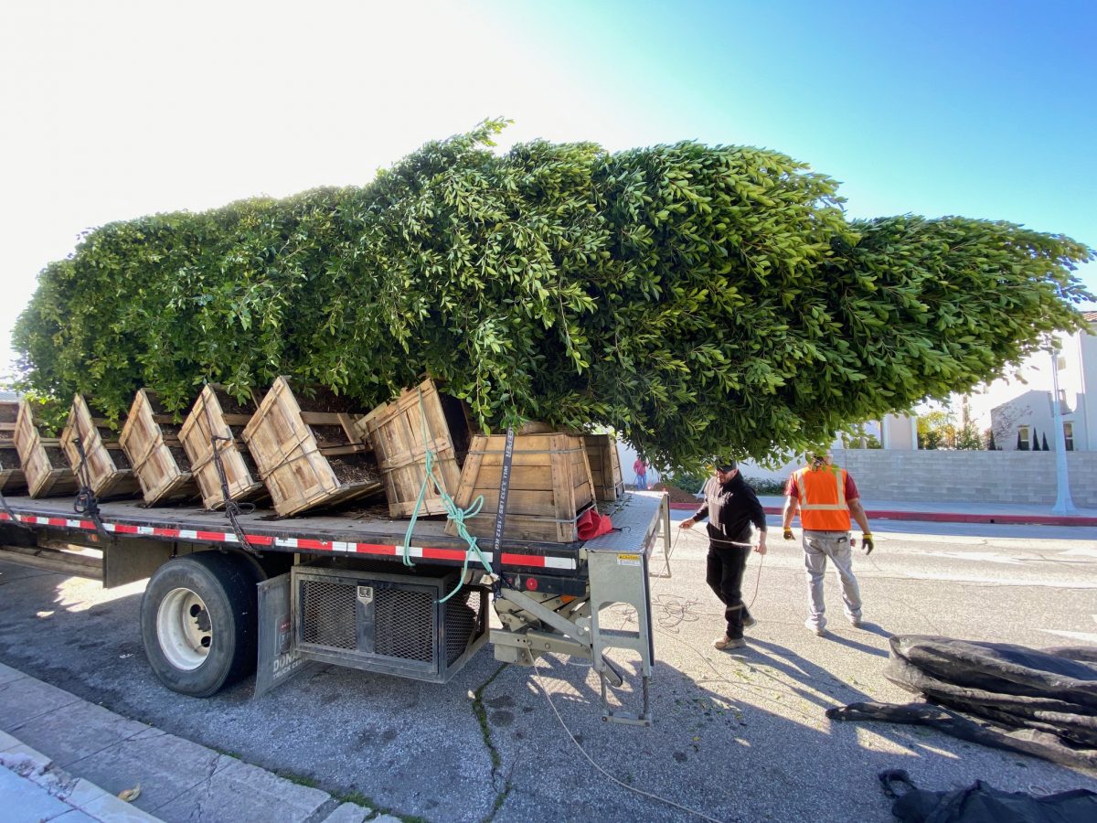 Ficus Trees Planted on Green Street: Bringing Trees and Sidewalks To ...