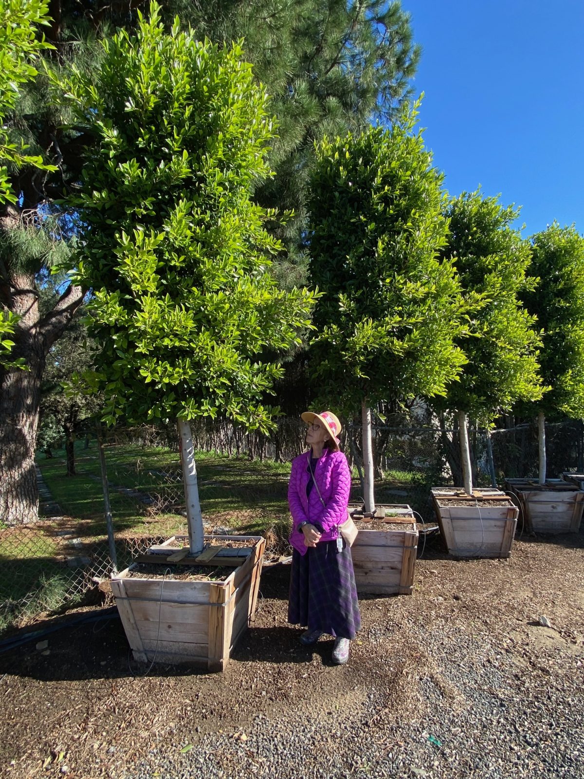 Ficus Trees Planted on Green Street: Bringing Trees and Sidewalks To ...