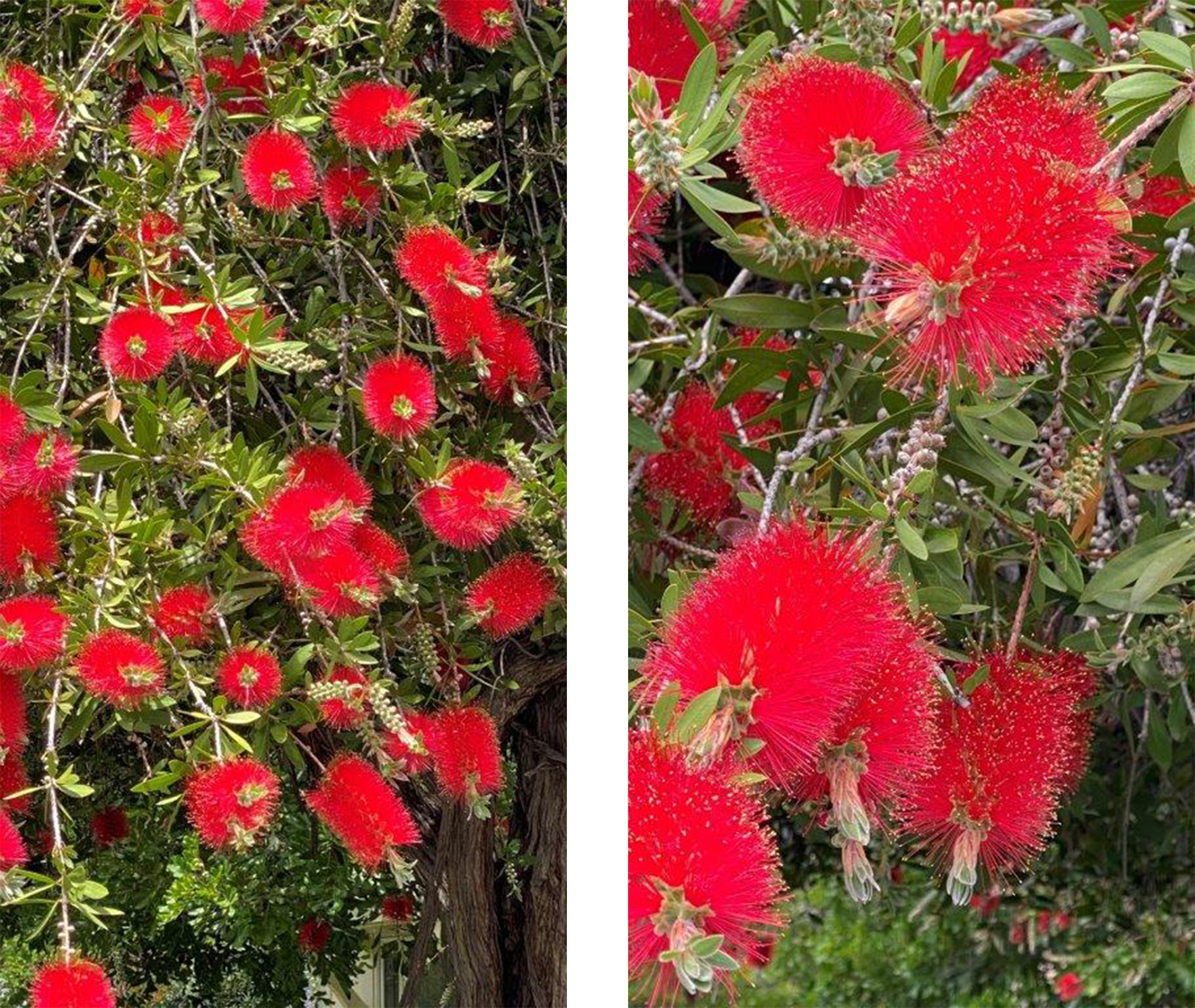 Trees – Pasadena Beautiful Foundation