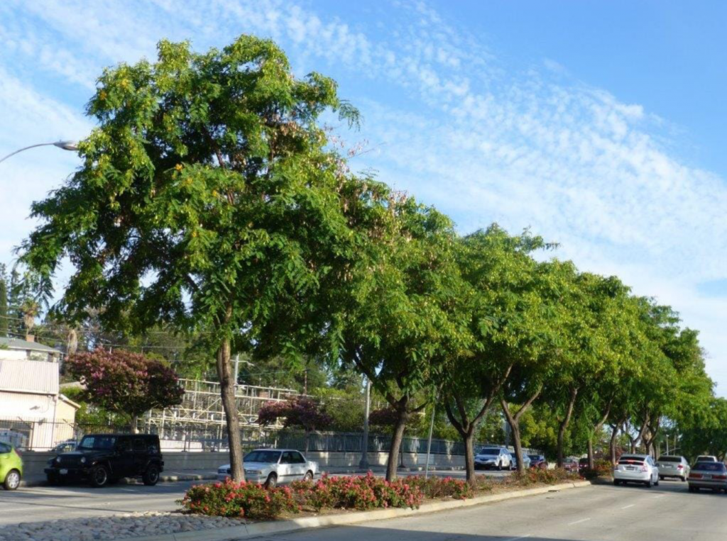 Trees – Pasadena Beautiful Foundation
